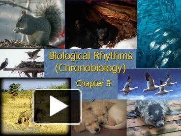 Biological Rhythms (Chronobiology) presentation | free to view