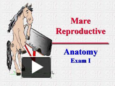 PPT – Mare Reproductive Anatomy Exam I PowerPoint presentation | free ...