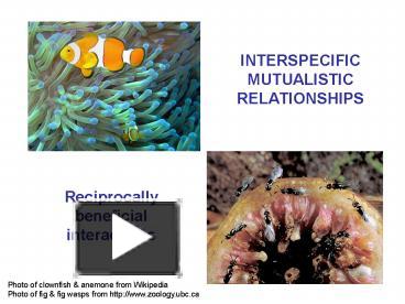 PPT – INTERSPECIFIC MUTUALISTIC RELATIONSHIPS PowerPoint presentation ...