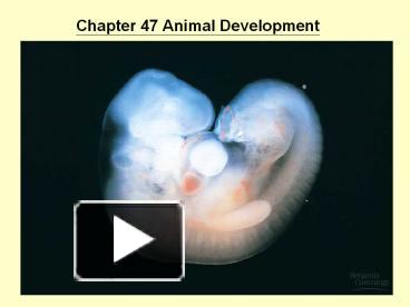Chapter 47 Animal Development presentation | free to download