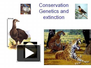 Conservation Genetics and extinction presentation | free to view