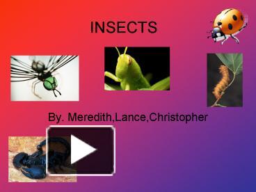 PPT – INSECTS PowerPoint presentation | free to view - id: 6ae76-NTEzM