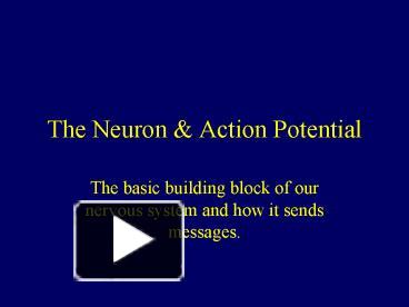 PPT – The Neuron PowerPoint presentation | free to download - id ...
