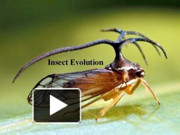 PPT – Insect Evolution PowerPoint presentation | free to view - id ...
