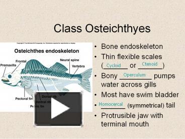 PPT – Primitive Chordates: Oikopleura A Larvacean PowerPoint ...