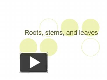 PPT – Roots, stems, and leaves PowerPoint presentation | free to ...