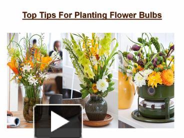 PPT – Top Tips For Planting Your Favorite Bulbs PowerPoint presentation ...