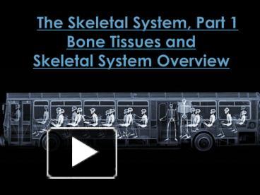 The Skeletal System, Part 1 Bone Tissues and Skeletal System Overview ...