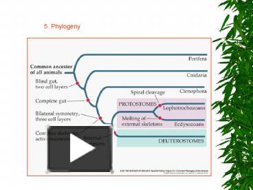 PPT – 5' Phylogeny PowerPoint presentation | free to view - id: 6c676-ODBhY