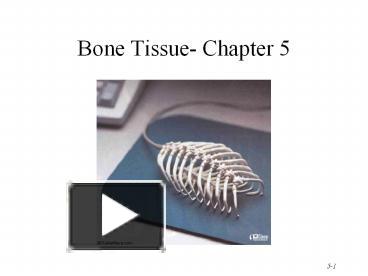 PPT – Bone Tissue- Chapter 5 PowerPoint presentation | free to download ...