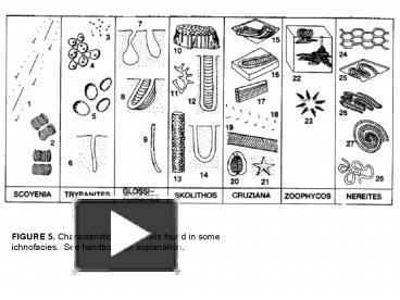 PPT – FIGURE 5' Characteristic trace fossils found in some ichnofacies ...