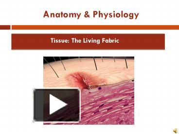 Anatomy presentation | free to download