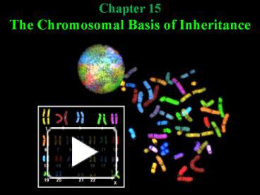 PPT – Chapter 15 The Chromosomal Basis of Inheritance PowerPoint ...