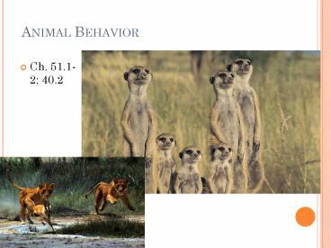 Animal Behavior presentation | free to download