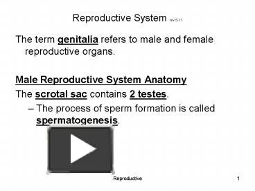 PPT – Reproductive System rev 5-11 PowerPoint presentation | free to ...