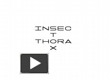 INSECT THORAX presentation | free to view