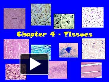 PPT – Chapter 4 - Tissues PowerPoint presentation | free to download ...