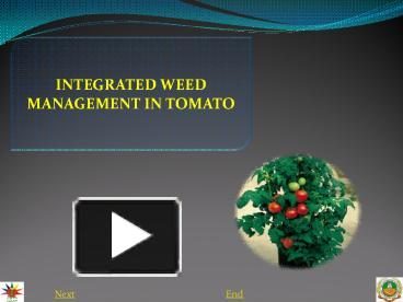 INTEGRATED WEED MANAGEMENT IN TOMATO presentation | free to view