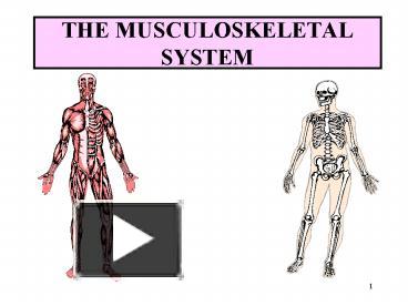 THE MUSCULOSKELETAL SYSTEM presentation | free to view