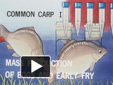 Reproduction cycle in carp presentation | free to download