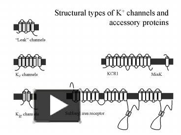 Structural types of K channels and accessory proteins presentation ...