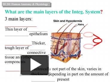 PPT – 3 main layers: _____________ Thin layer of ...
