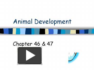 PPT – Animal Development PowerPoint presentation | free to download ...