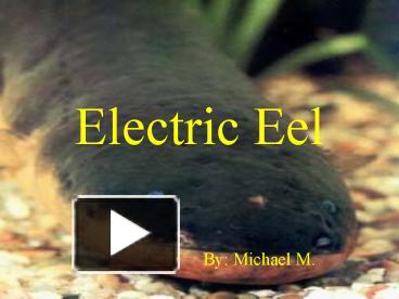 PPT – Electric Eel PowerPoint presentation | free to view - id: 7001dd ...