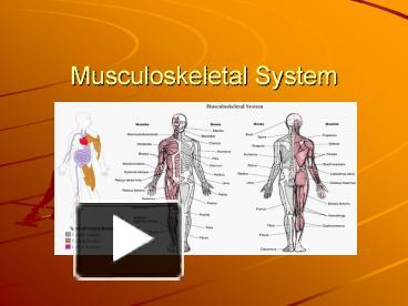 PPT – Musculoskeletal%20System PowerPoint presentation | free to ...