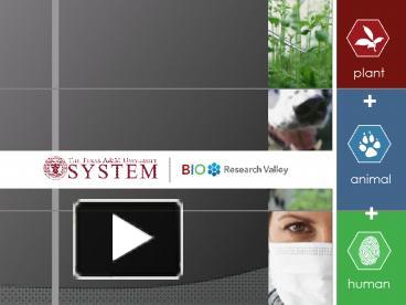 PPT – human PowerPoint presentation | free to view - id: 70223-ZTI4O