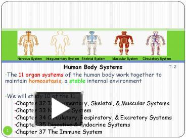 Human Body Systems presentation | free to download