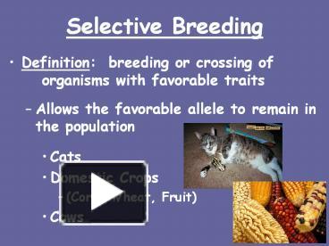 Selective Breeding presentation | free to view