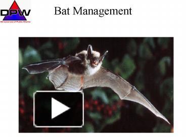 PPT – Bat Management PowerPoint presentation | free to view - id: 705b6 ...