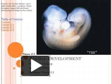 Animal Development presentation | free to download