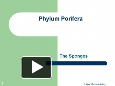 PPT – Phylum Porifera PowerPoint presentation | free to view - id ...