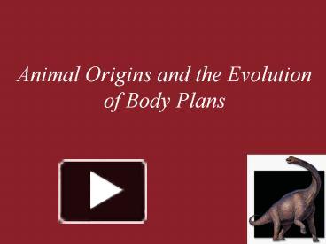 PPT – Animal Origins and the Evolution of Body Plans PowerPoint ...