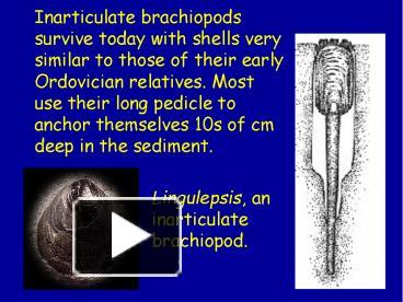 PPT – Lingulepsis, an inarticulate brachiopod. PowerPoint presentation ...