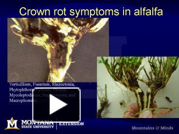 Crown rot symptoms in alfalfa presentation | free to view