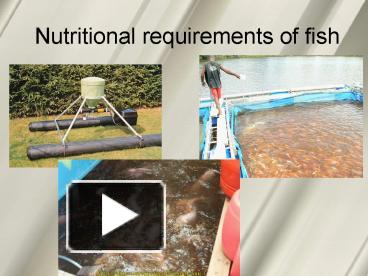 Nutritional requirements of fish presentation | free to view