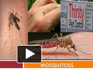 PPT – Mosquitoes PowerPoint presentation | free to download - id ...