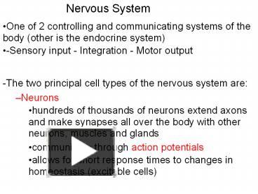 PPT – Nervous System PowerPoint presentation | free to view - id ...