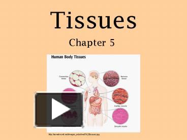 PPT – Tissues PowerPoint presentation | free to view - id: 714dcd-ZjZhY