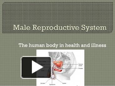 PPT – Male Reproductive System PowerPoint presentation | free to view ...