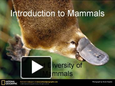 Introduction to Mammals presentation | free to view