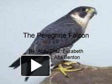 PPT – The Peregrine Falcon PowerPoint presentation | free to view - id ...