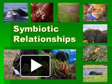 Symbiotic Relationships presentation | free to download