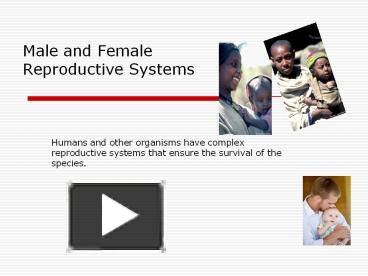 Male and Female Reproductive Systems presentation | free to view