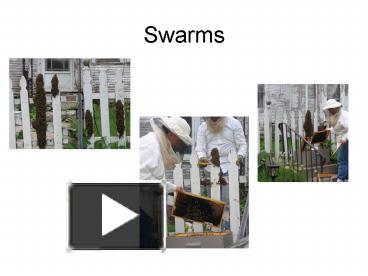 PPT – Swarms PowerPoint presentation | free to view - id: 72f5d-ZDc1Z