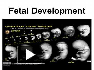 Fetal Development presentation | free to download