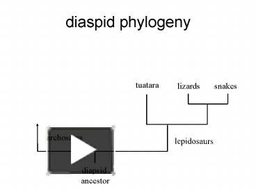 diaspid phylogeny presentation | free to download